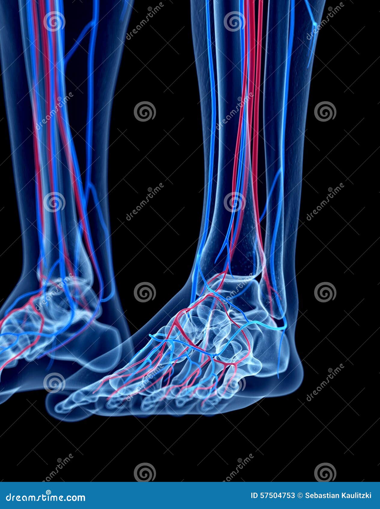 Foot Circulatory System Stock Illustrations – 122 Foot Circulatory ...