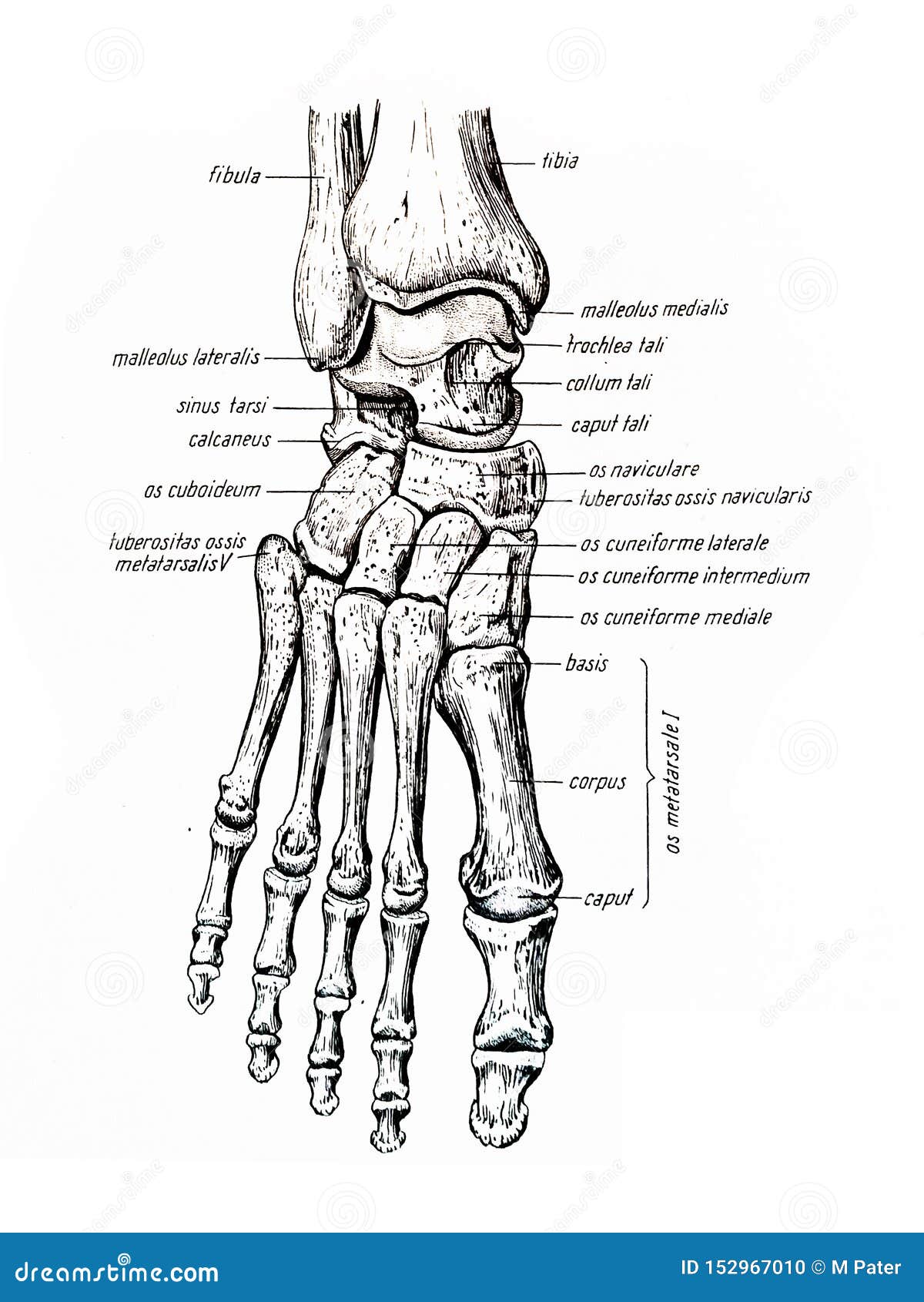 The Foot and Its Components Bones Stock Illustration - Illustration of ...