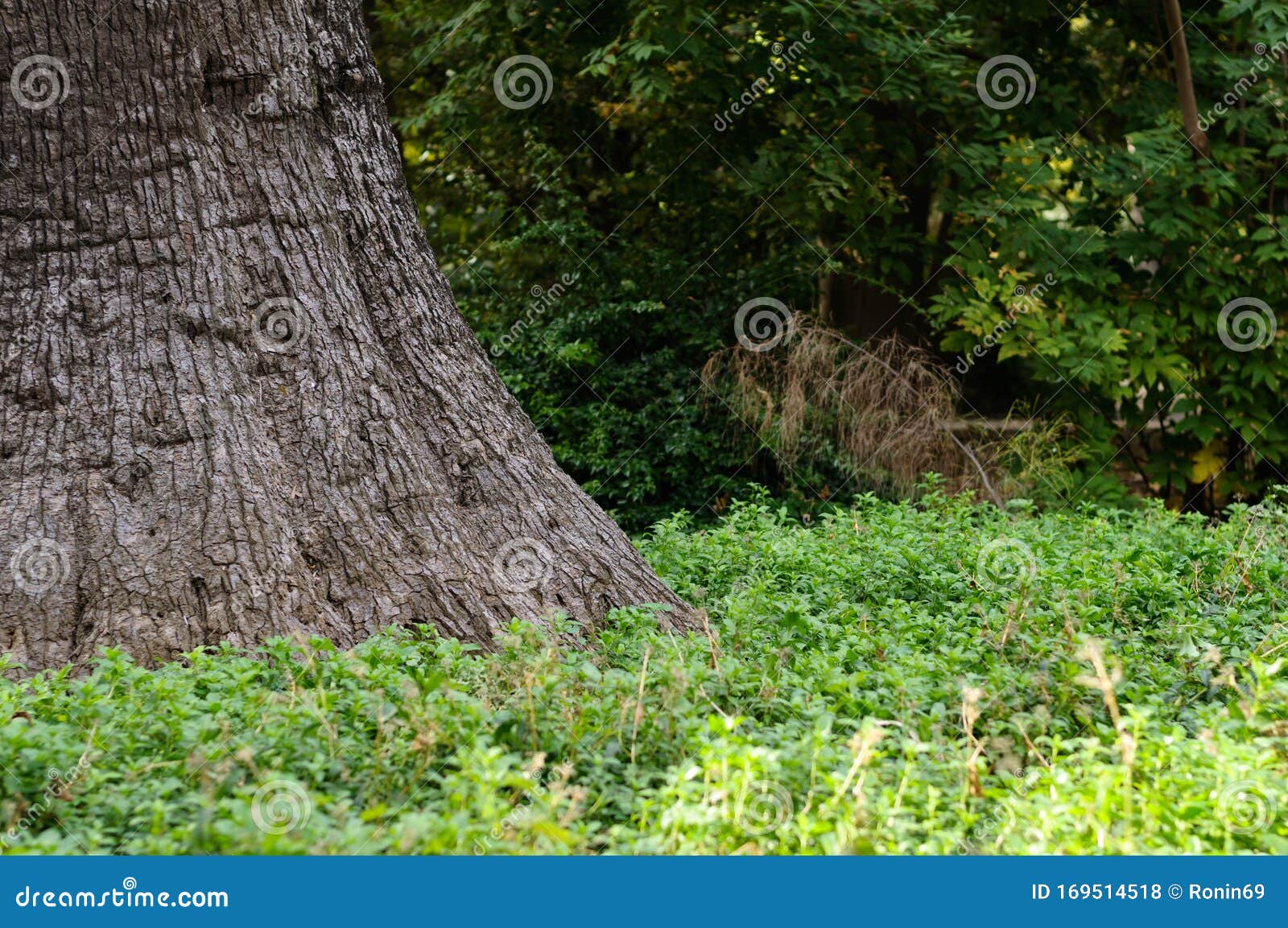 At the Foot of a Large Tree Stock Photo - Image of meditative, outdoor ...