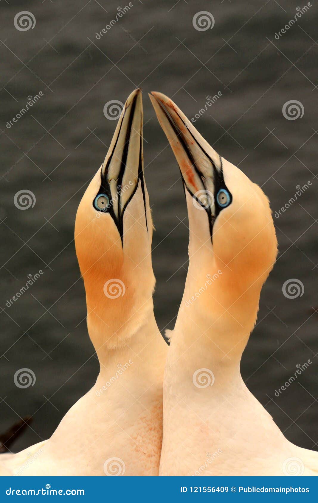 Foot, Leg, Neck, Toe Picture. Image: 121556409