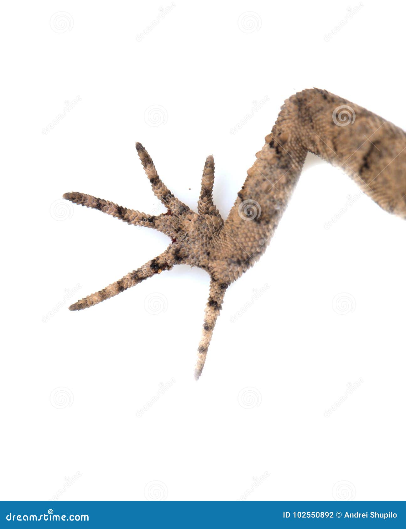 Foot Lizard on a White Background. Macro Stock Photo - Image of gecko ...