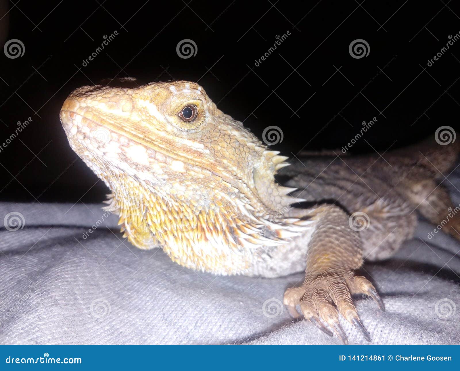 Bearded Dragon stock image. Image of bearded, reptile - 141214861
