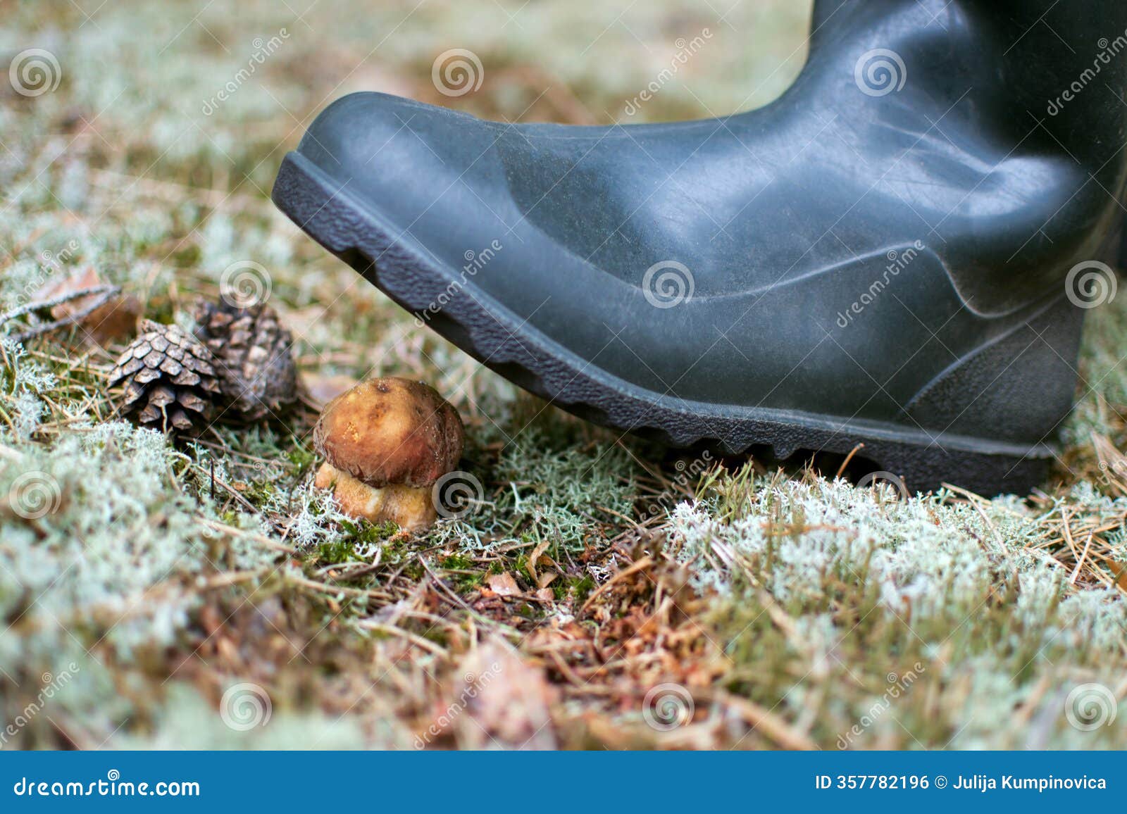 Foot of Man is Going To Step on Mushroom Stock Photo - Image of person ...