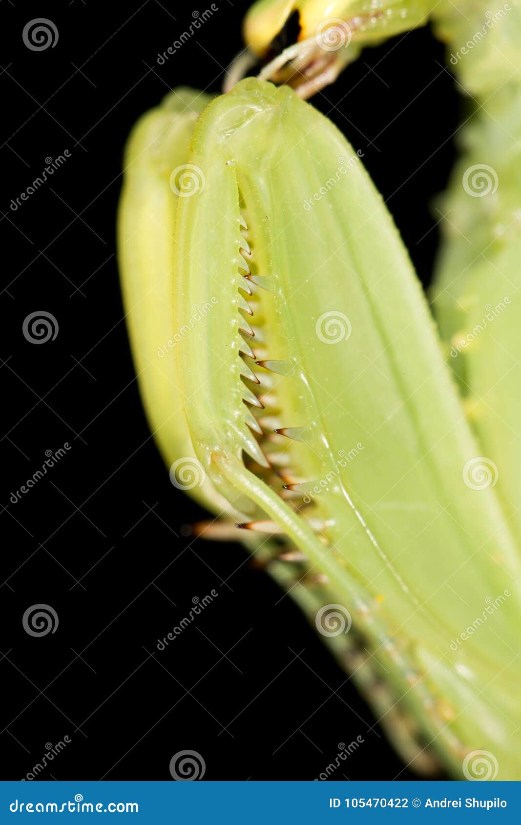 Foot mantis stock photo. Image of macro, color, predator - 105470422