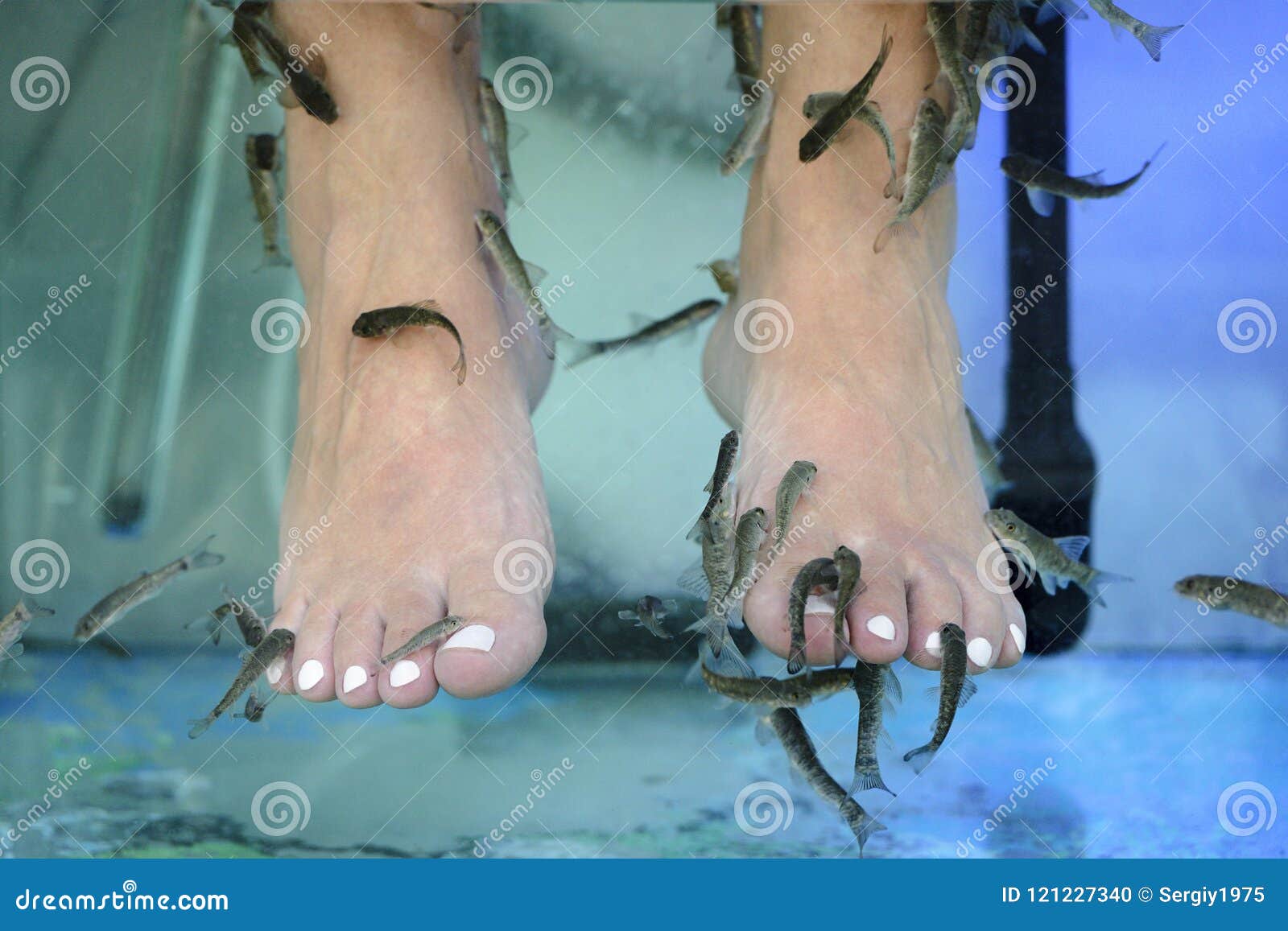 Foot Massage with Fish in Aquarium Close-up Stock Photo - Image of foot ...