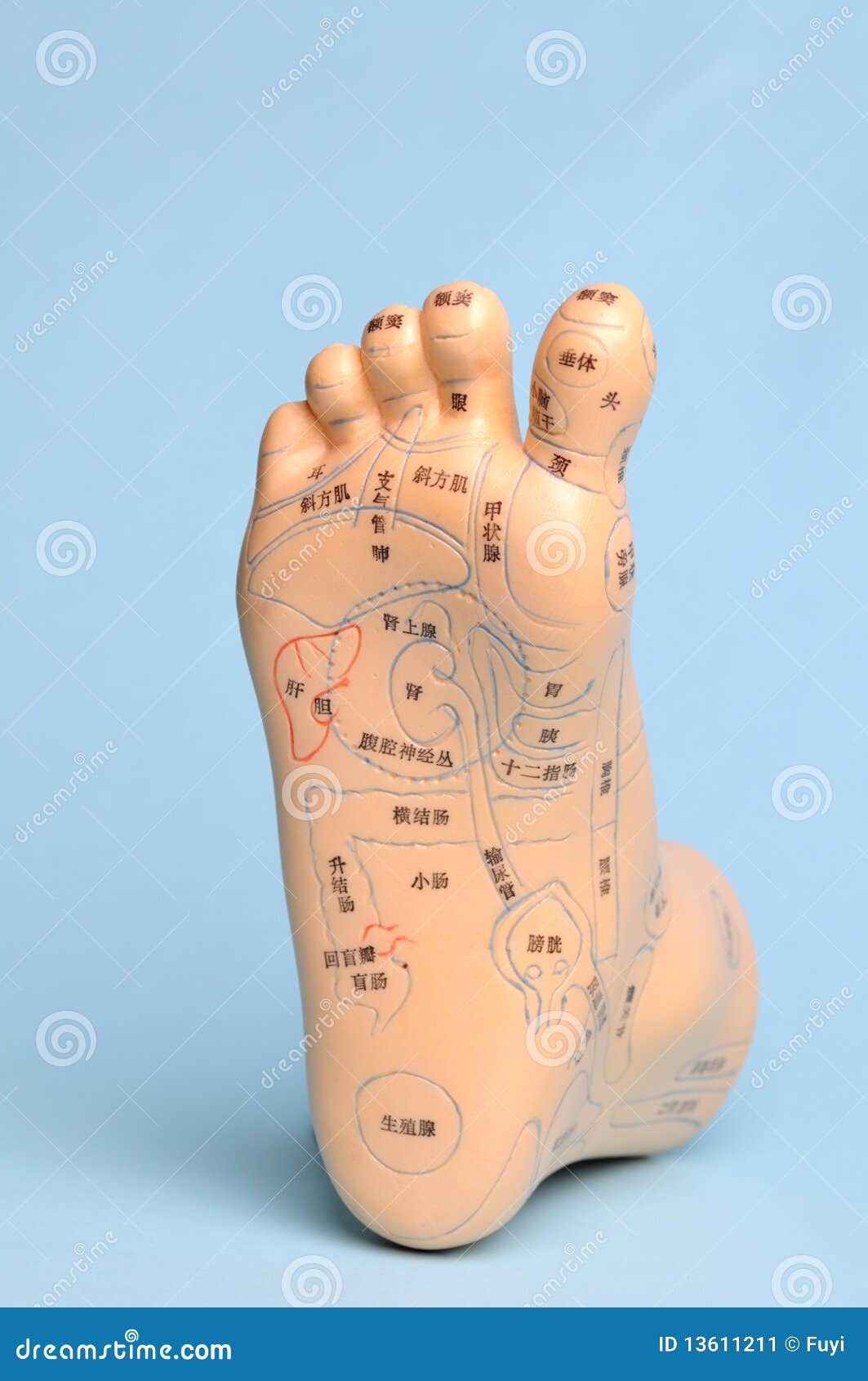 Foot massage model stock image. Image of medicines, doll - 13611211