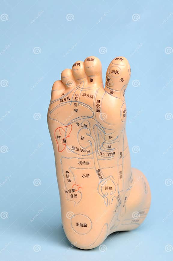 Foot massage model stock image. Image of medicines, doll - 13611211
