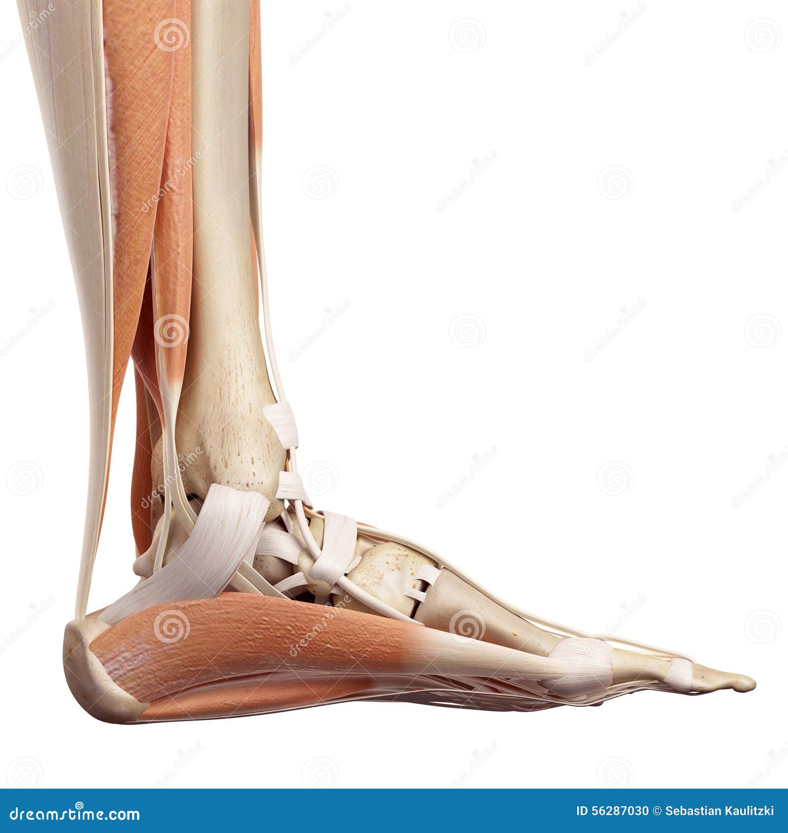 Foot Muscles And Tendons. Anatomy Of Leg And Foot, Human Vector ...