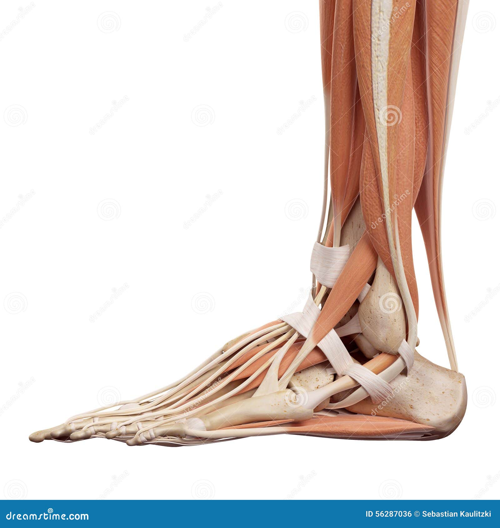 Foot, Fig 1. Muscles, Fig 2. Skeleton, Vintage Engraving Vector ...