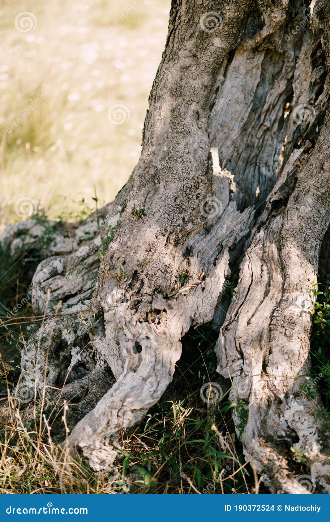 The Foot of the Olive Tree. the Texture of the Trunk and the Bark of ...