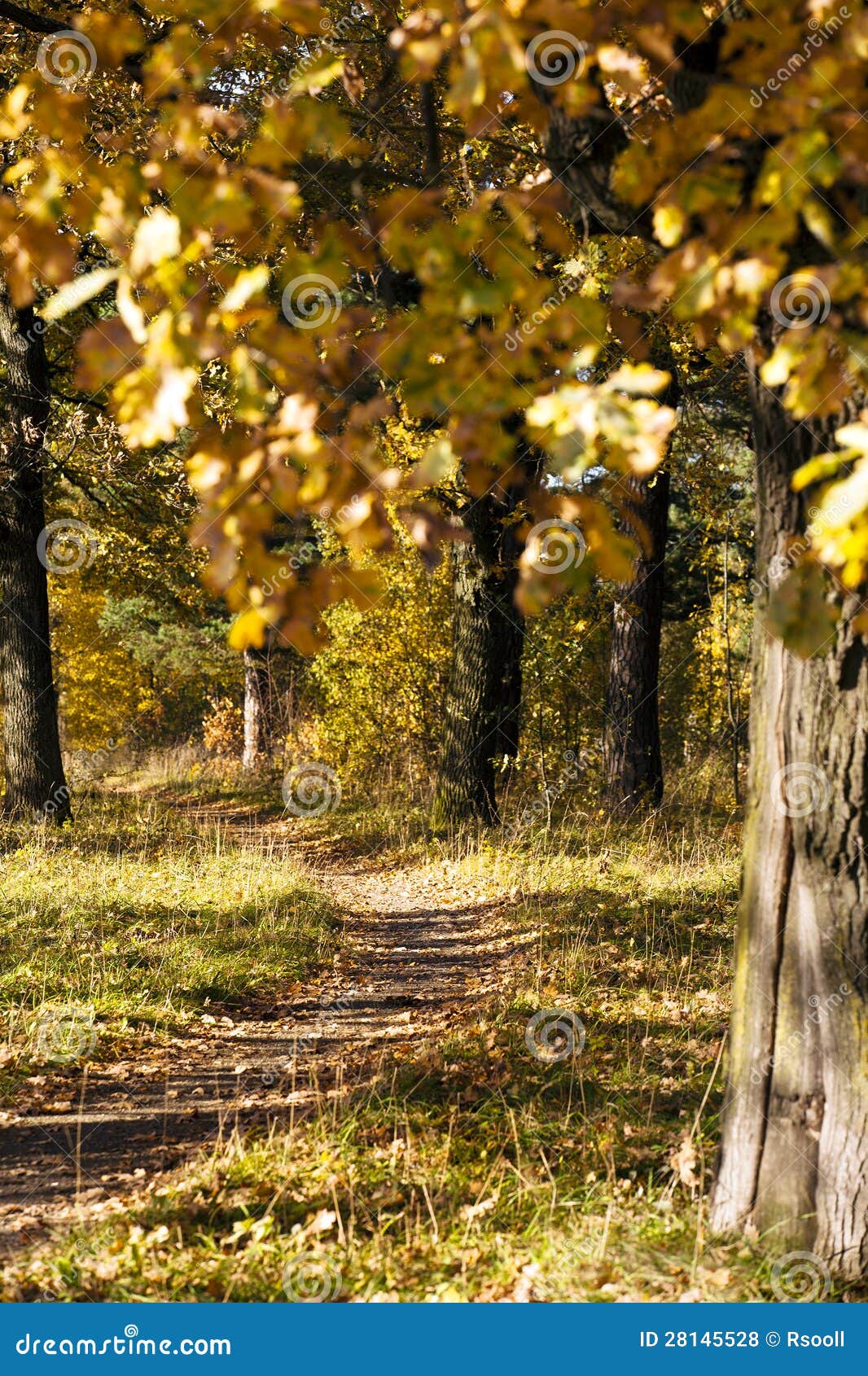 Foot path stock photo. Image of bright, highway, branch - 28145528
