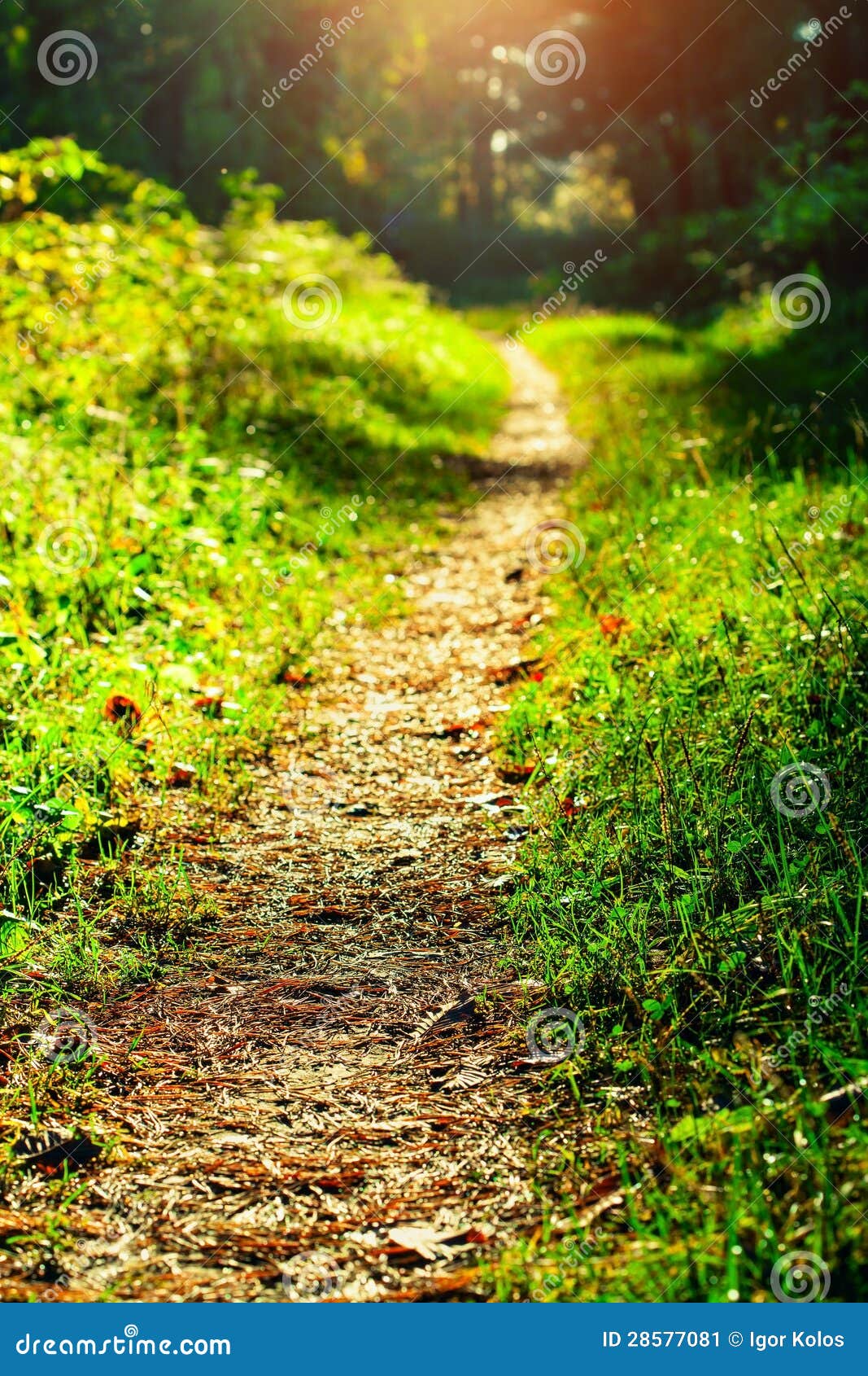 Foot path stock image. Image of leaf, summer, morning - 28577081