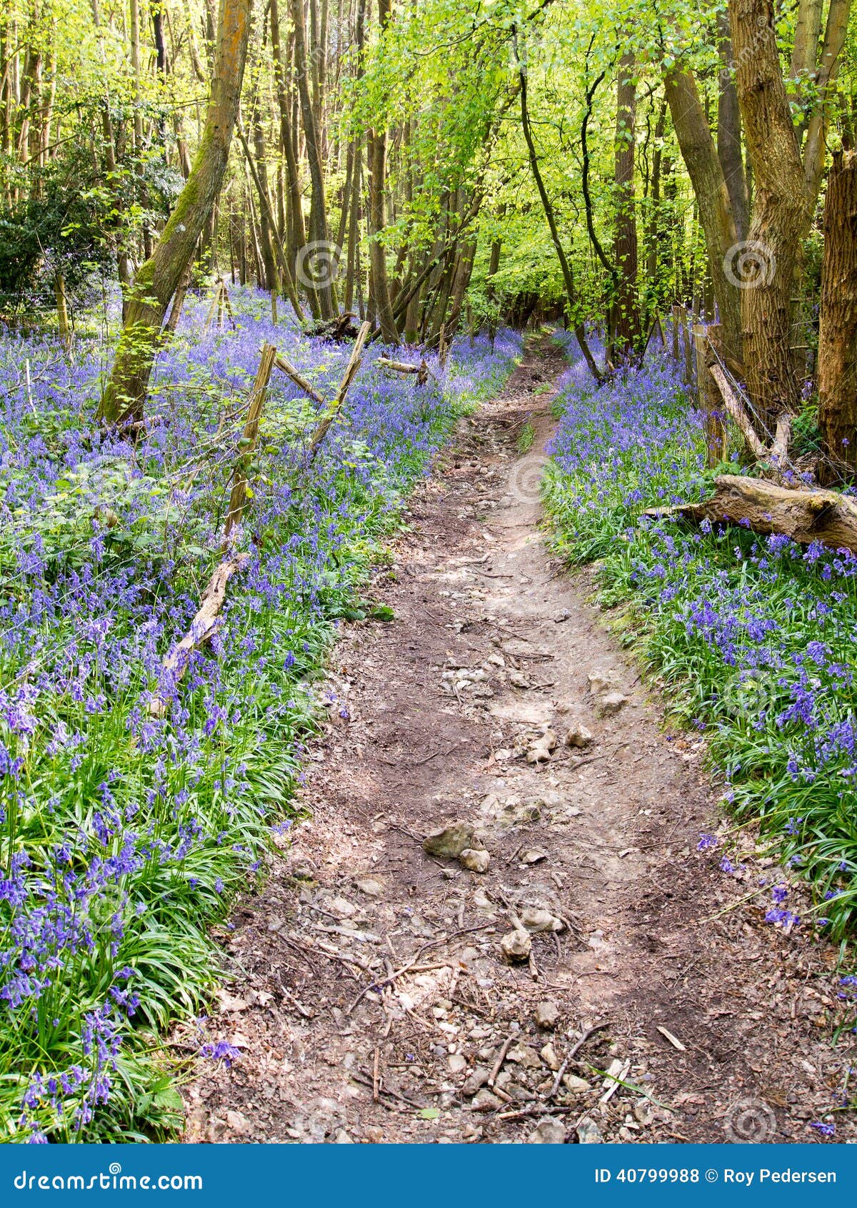 Foot path stock photo. Image of park, colourful, colorful - 40799988