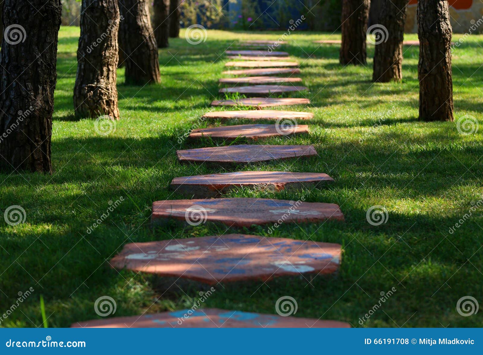 Foot path stock photo. Image of walk, tree, lane, foot - 66191708