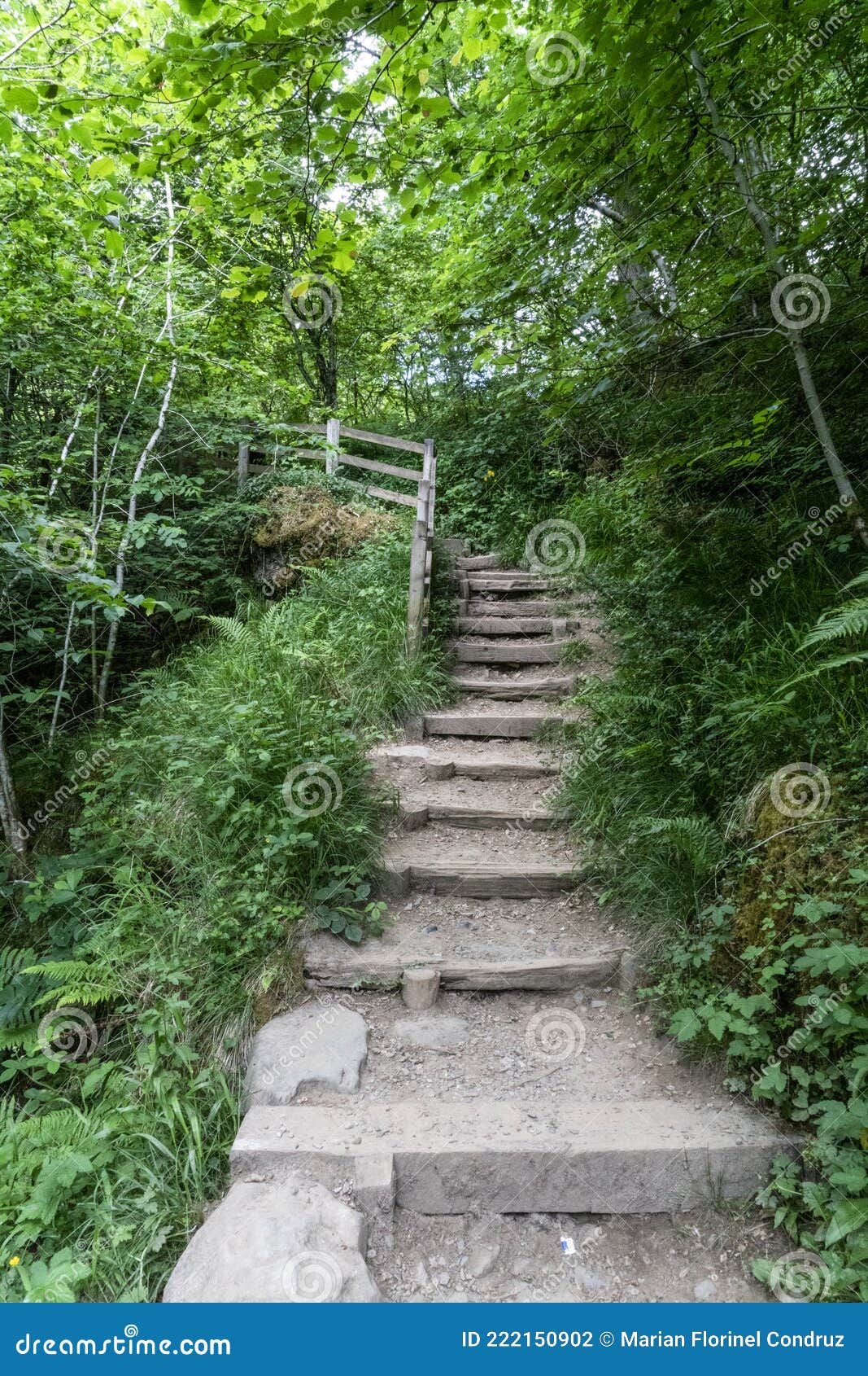 Foot Path at Ingleton Waterfalls Trail in UK Stock Photo - Image of ...