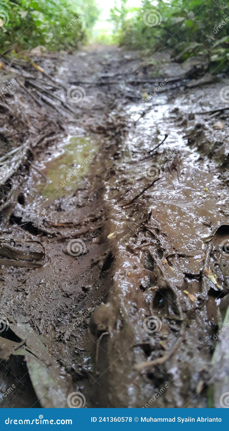 Foot Path Leading To Muddy Rice Fields Stock Photo - Image of trunk ...