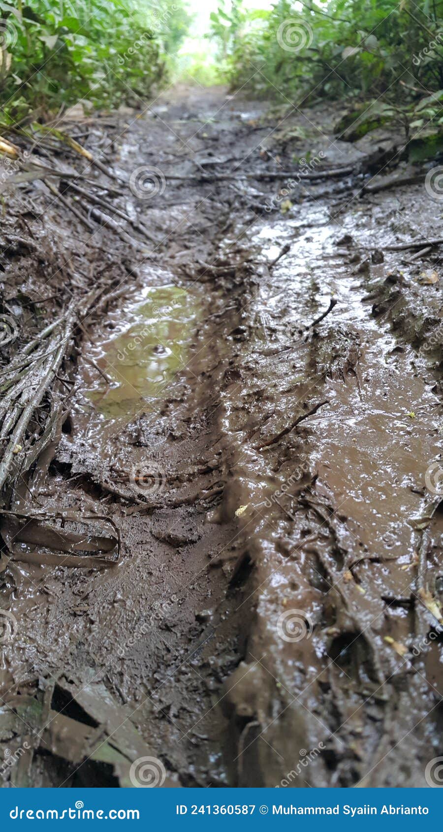 Foot Path Leading To Muddy Rice Fields Stock Image - Image of soil ...