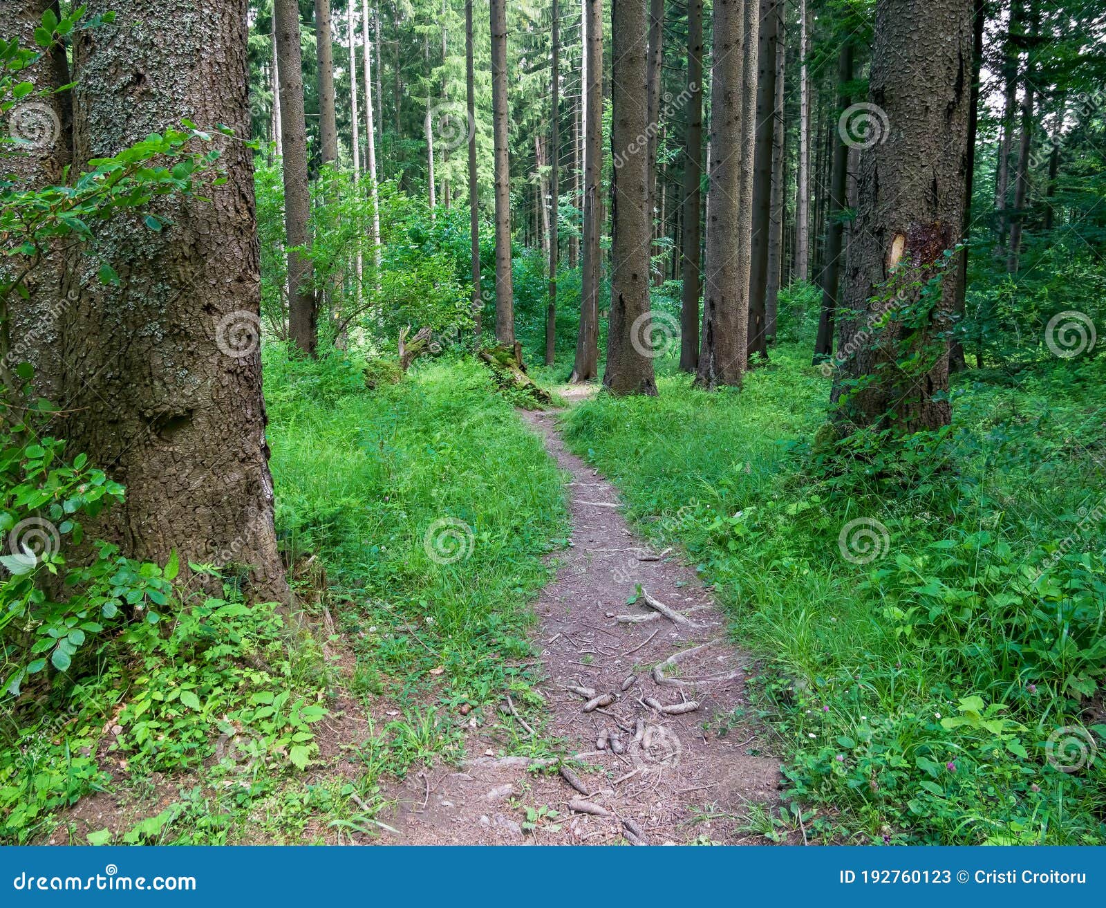 Foot Path or Nature Trail in the Woods with Green Grass on Both Sides ...