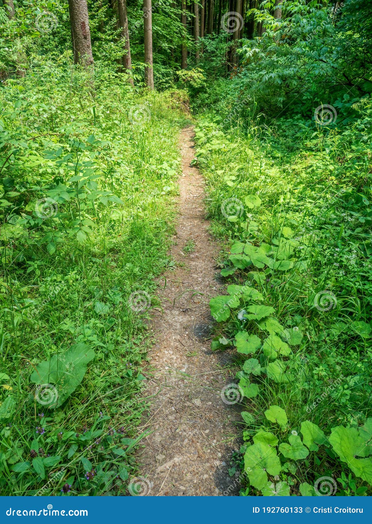 Foot Path or Nature Trail in the Woods with Green Grass on Both Sides ...