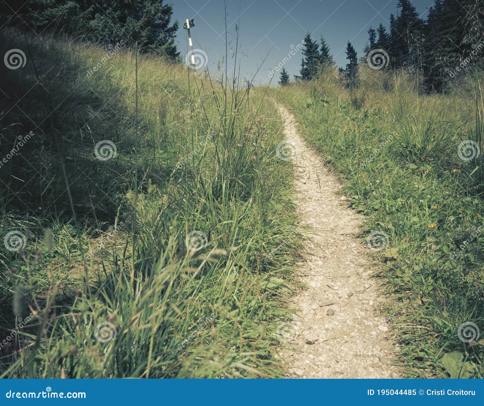 Foot Path or Nature Trail in the Woods with Green Grass on Both Sides ...