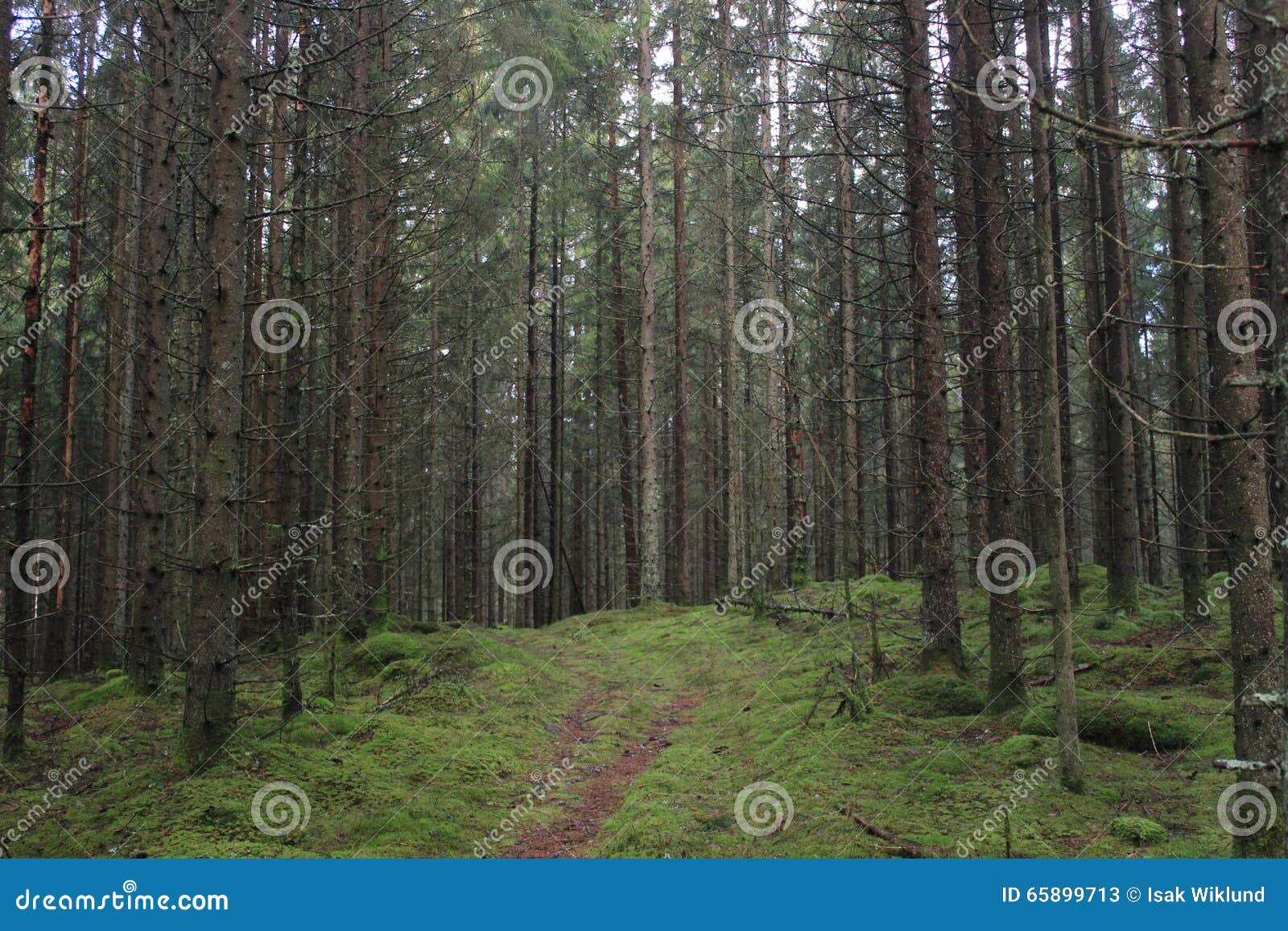 Foot Path through a Pine Forest Stock Image - Image of european, fall ...