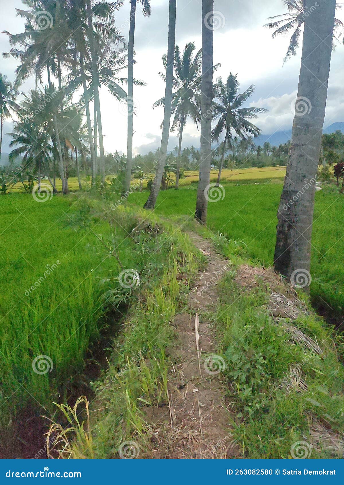 Foot Path in the Rice Field Stock Photo - Image of village, path: 263082580