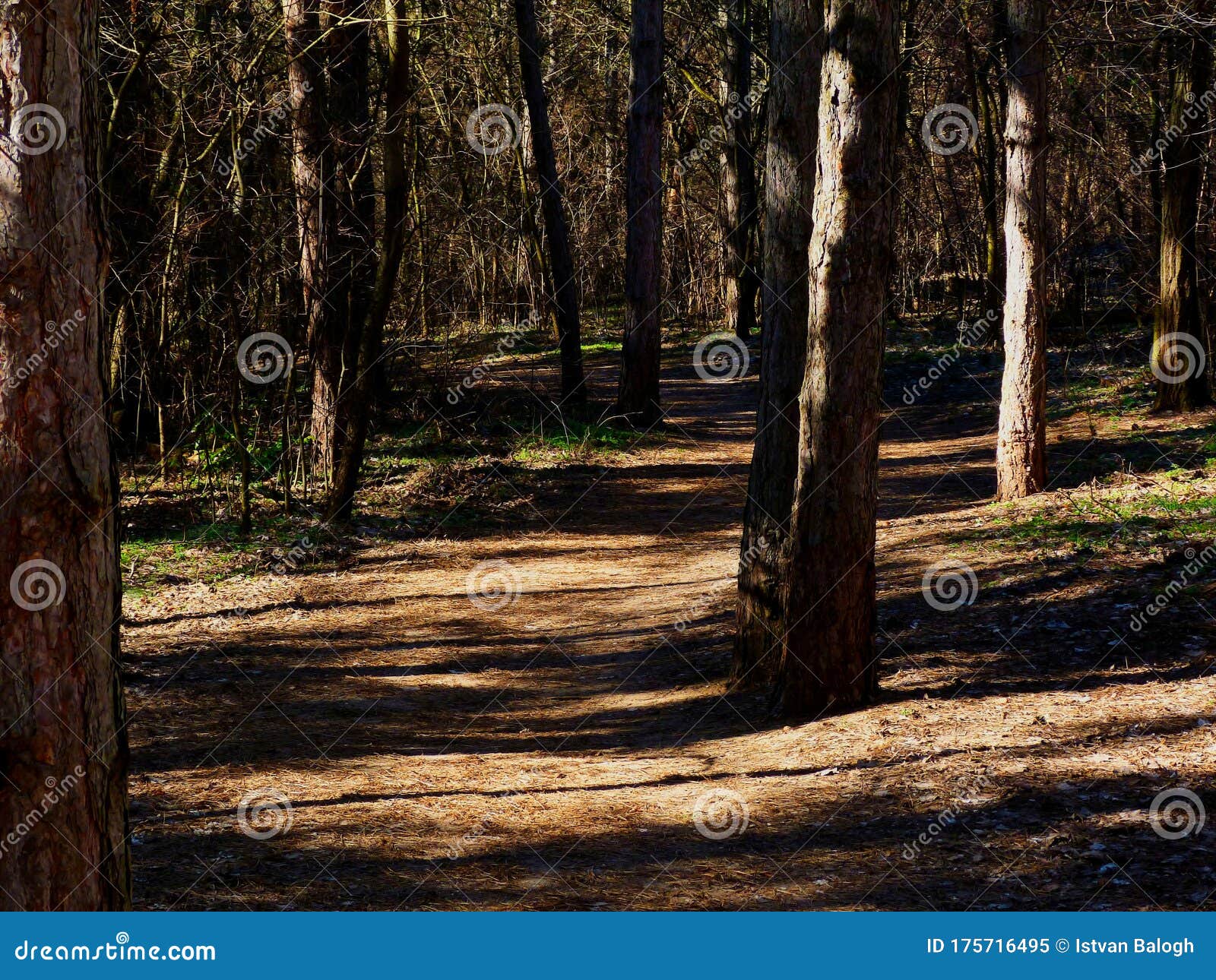 Foot Path and Running Track in Pine Forest with Bark Textured Brown ...