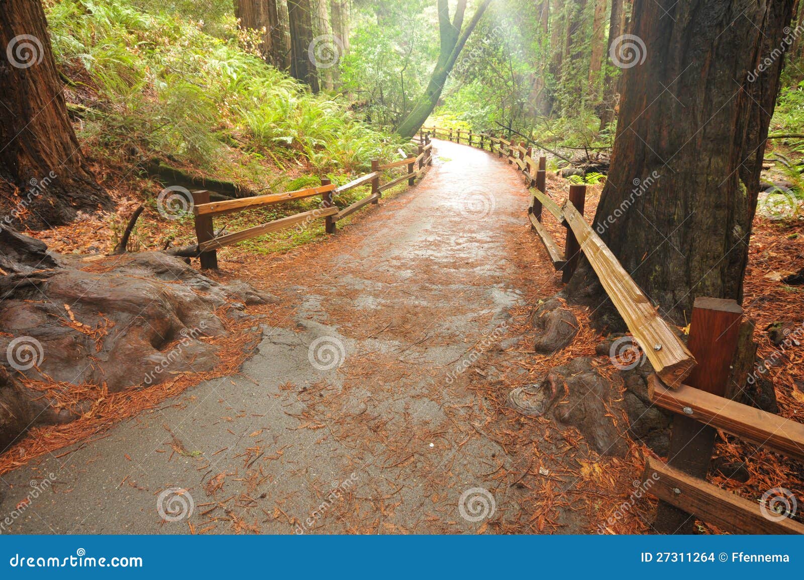 Foot Path Walkway in Forest Stock Photo - Image of walk, serene: 27311264