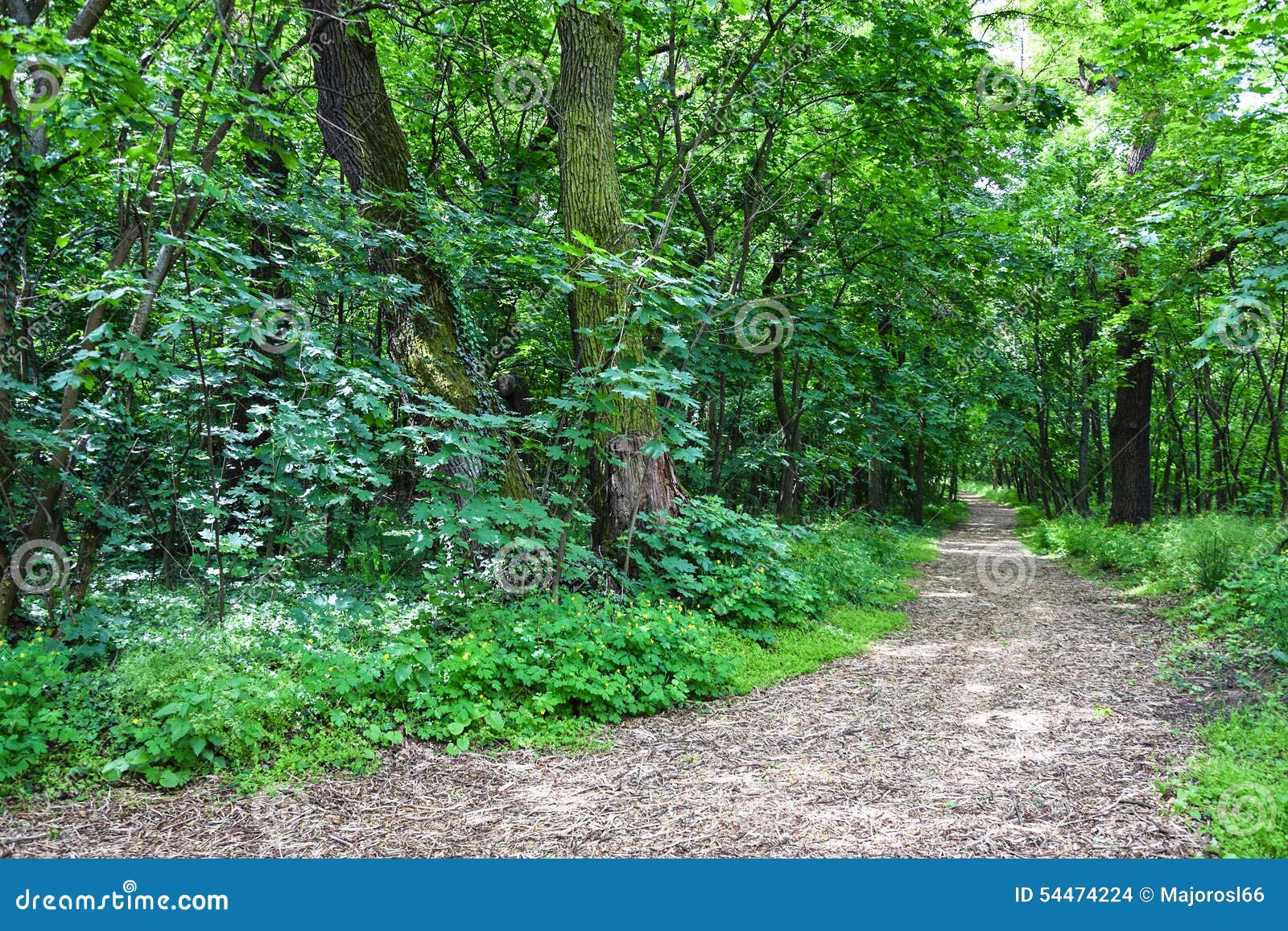 Foot path in the woods stock photo. Image of tree, road - 54474224