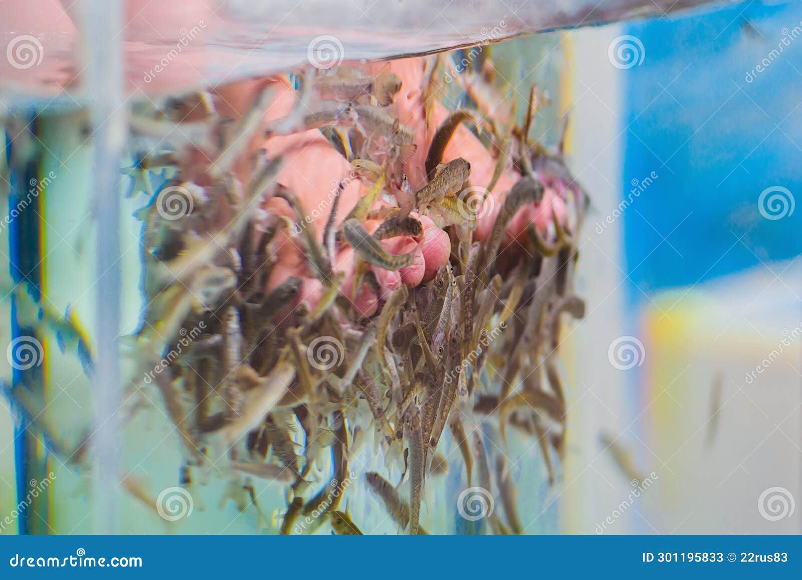 Foot Peeling with Garra Rufa Fish. View of Legs in Aquarium with Fish ...