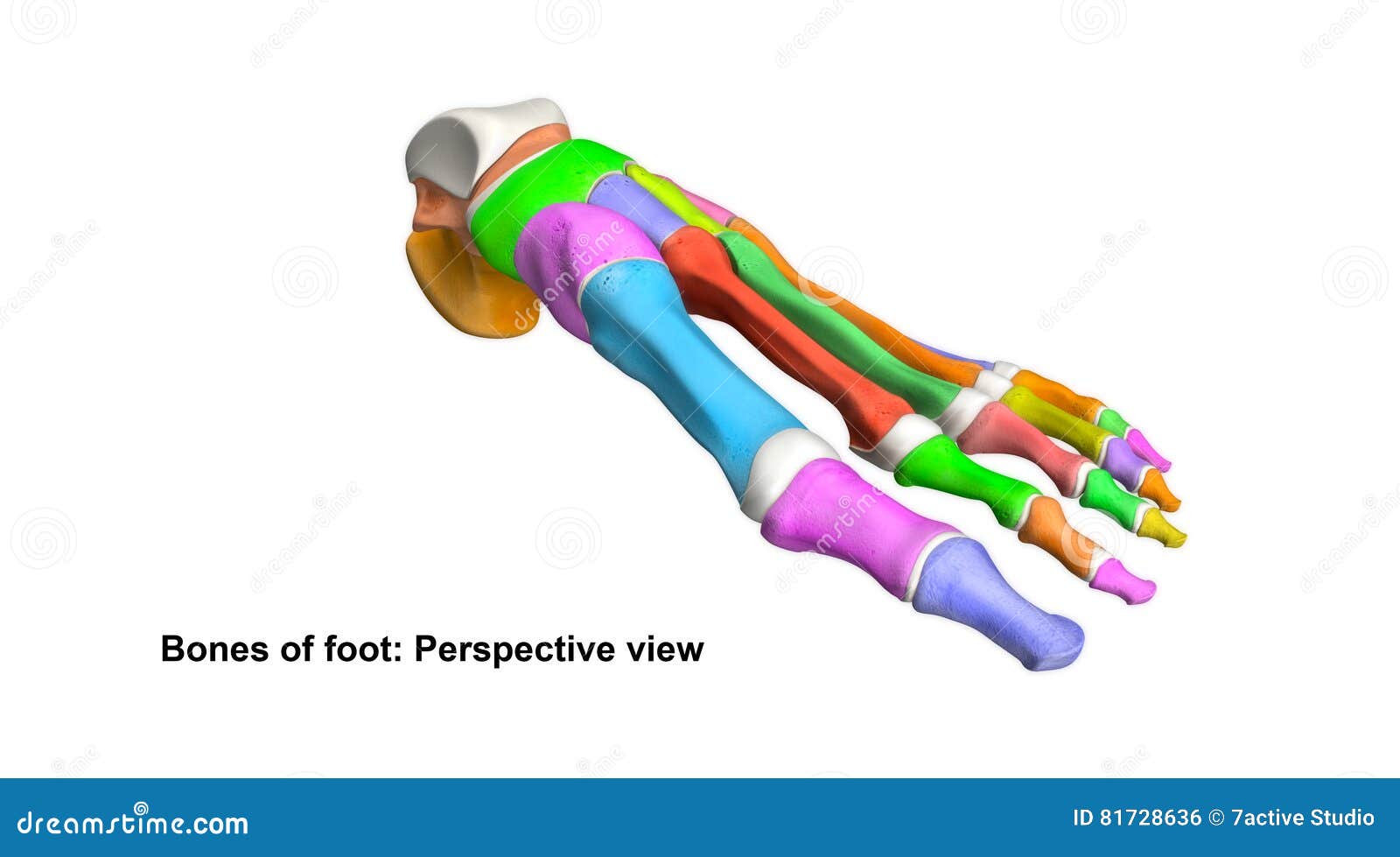 Foot Perspective view stock illustration. Illustration of phalanx ...