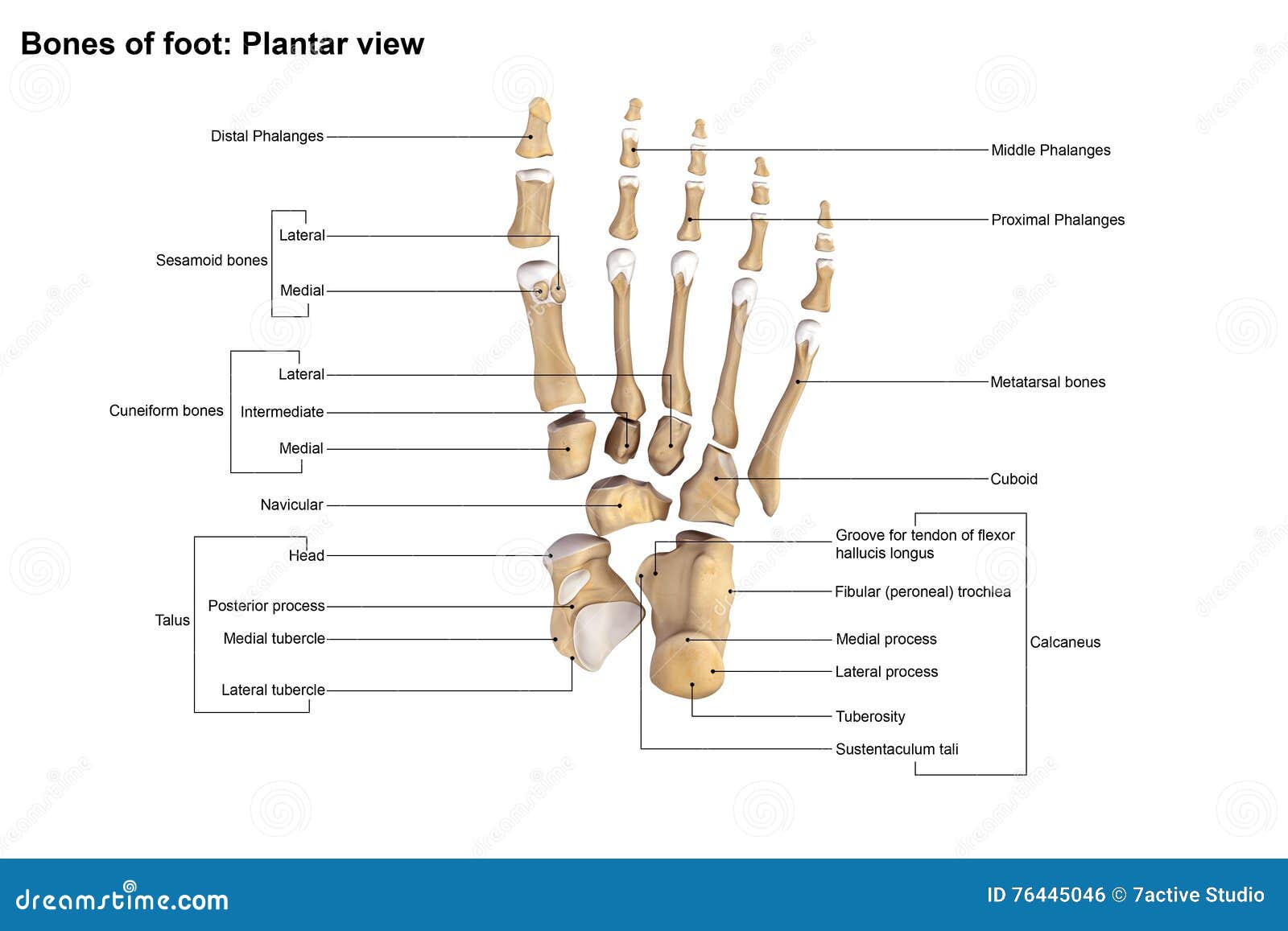 Foot Planter view stock photo. Image of phalanx, hindfoot - 76445046