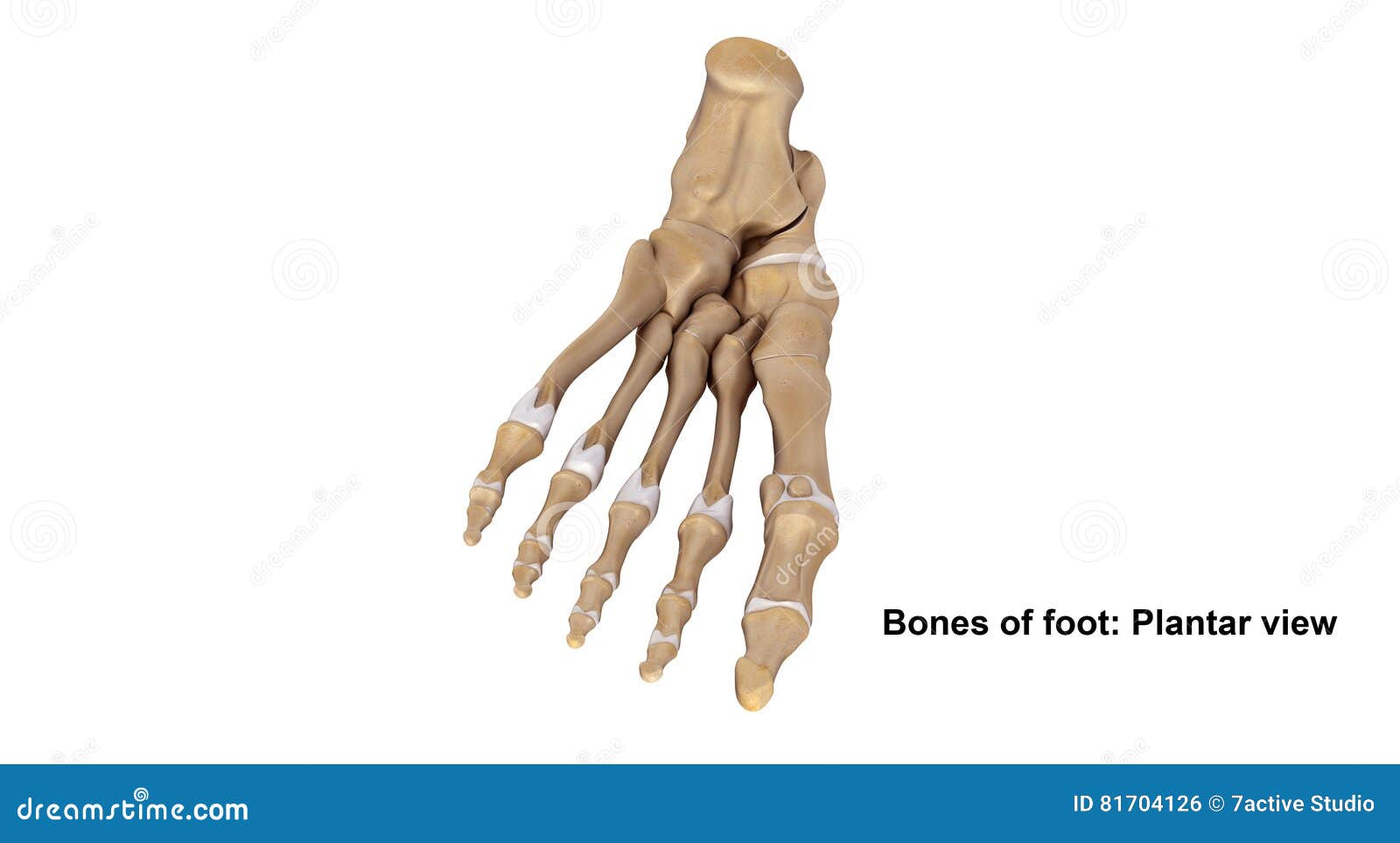 Foot Planter view stock illustration. Illustration of cuneiform - 81704126