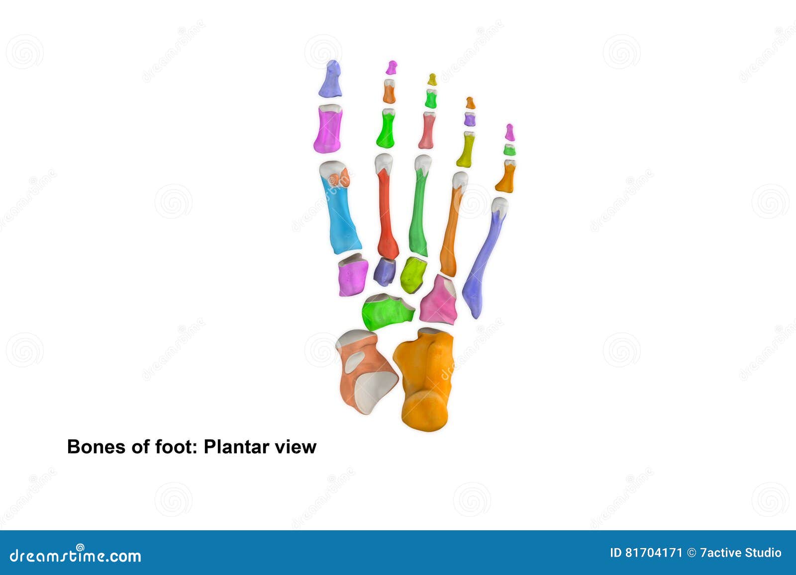 Foot Planter view stock illustration. Illustration of metacarpals ...