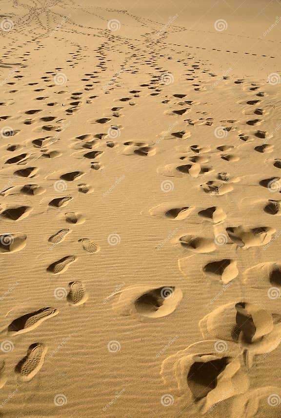 Foot prints 1 stock image. Image of shoeprint, tread, outline - 1164605