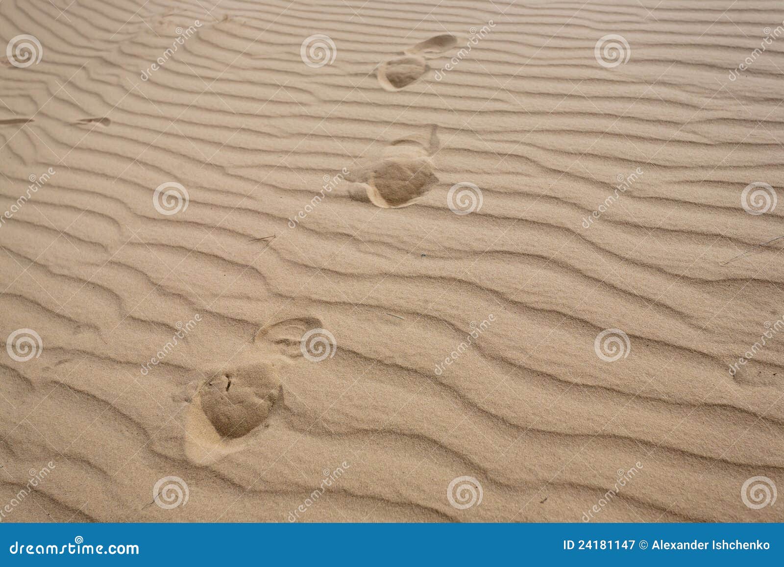 Foot prints in desert. stock image. Image of area, natural - 24181147