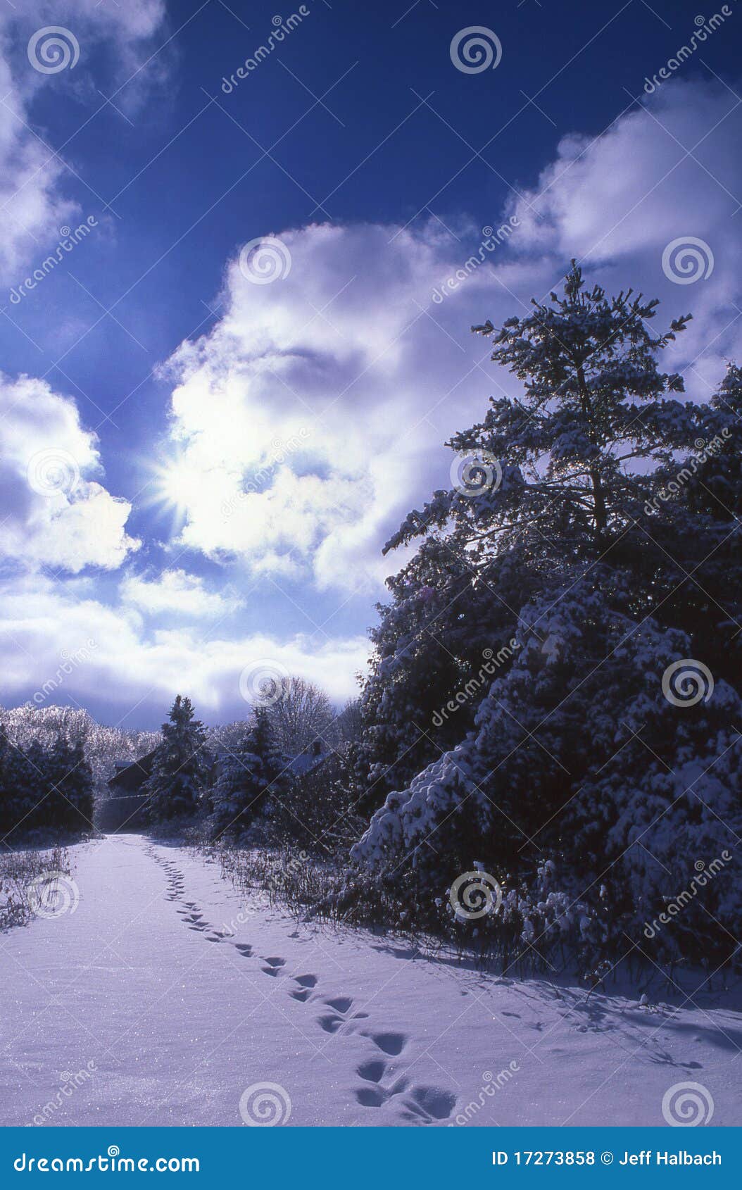 Foot prints in the snow stock photo. Image of feet, natural - 17273858