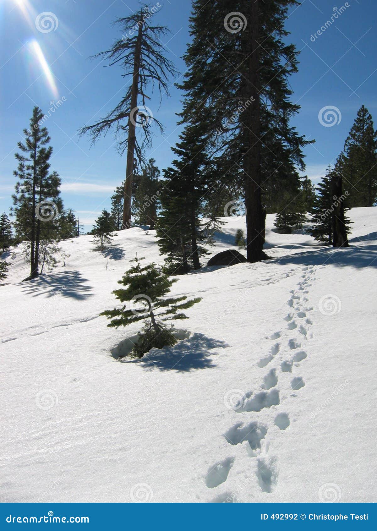 Foot Prints in Snow stock photo. Image of national, footstep - 492992