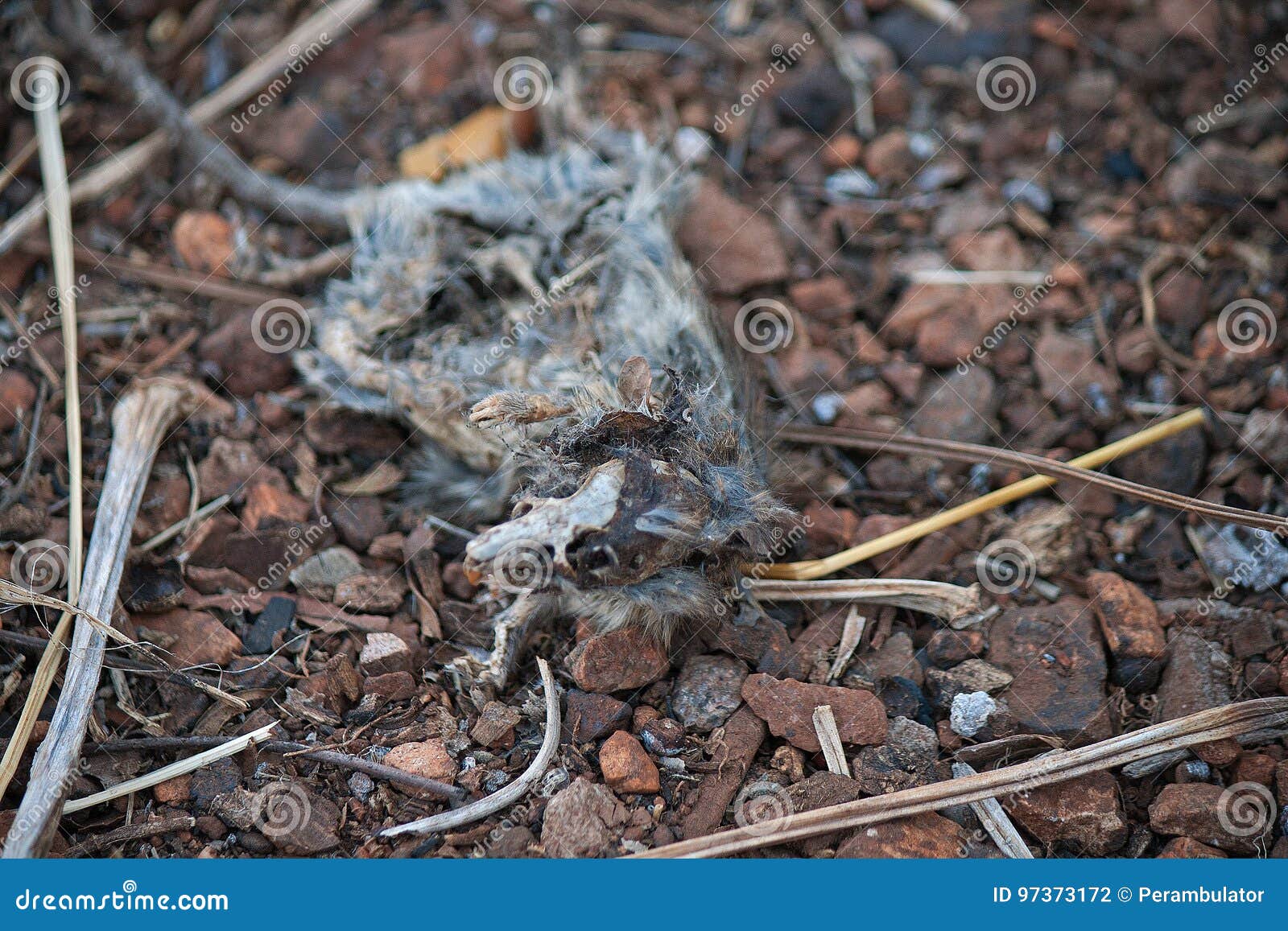 Decomposing Body And Skeleton Of A Headless Dead Bird Laying On Stock ...