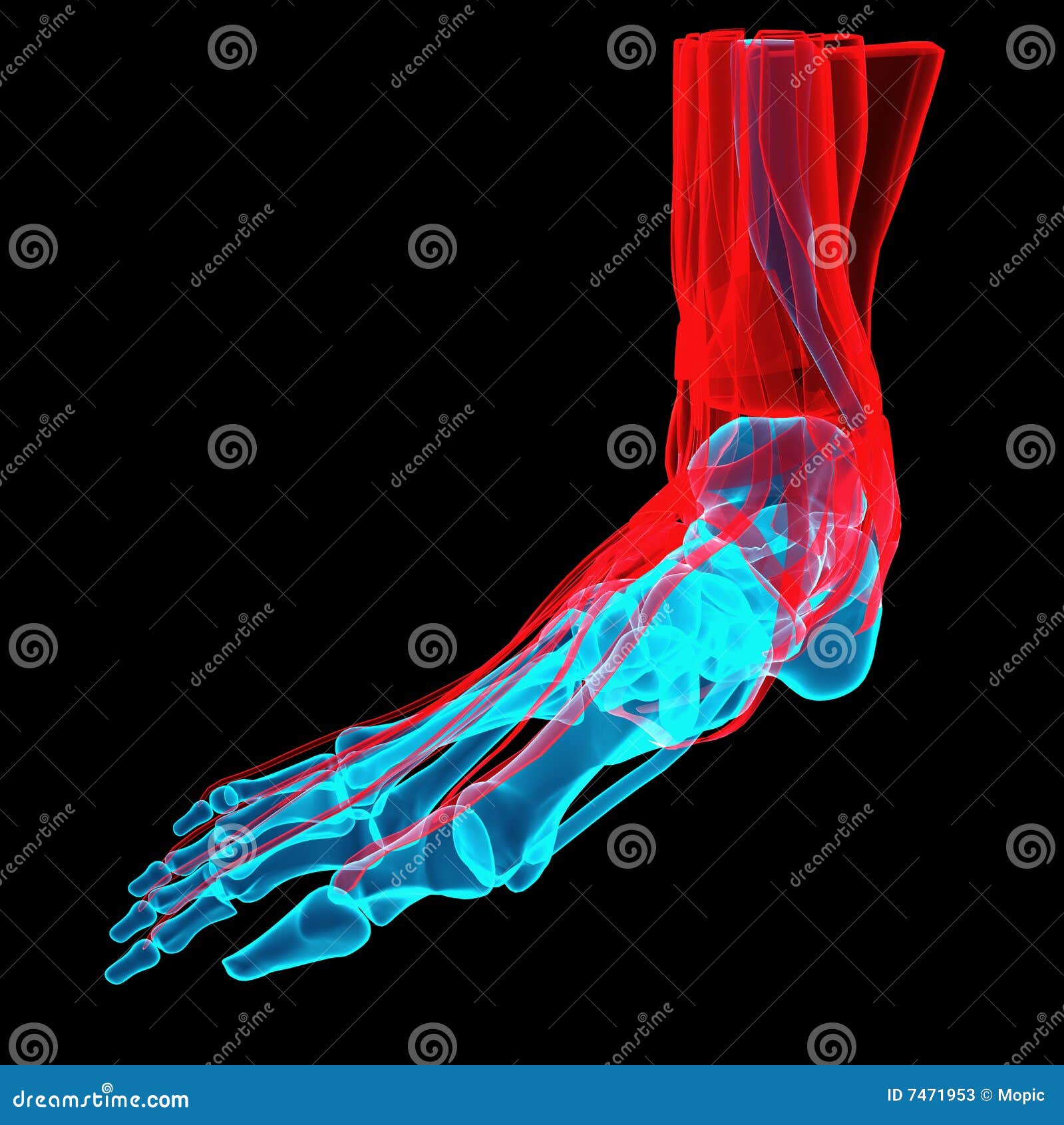 Foot X-ray stock illustration. Illustration of body, anatomy - 7471953
