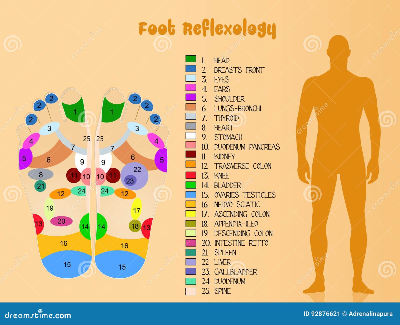 Foot reflexology diagram stock illustration. Illustration of rectum ...