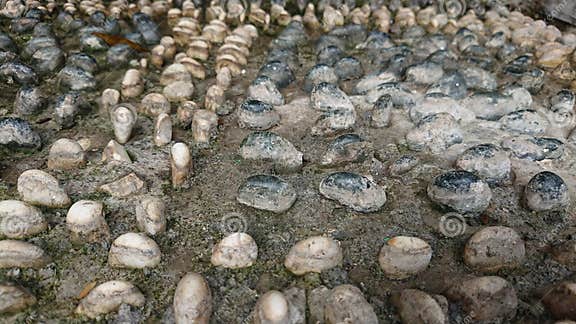 This is a Foot Reflexology Stone Stock Photo - Image of rock, boulder ...