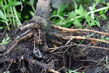 Foot and Root Rot Which Fungus is Causing the Problem on Tree Stock ...