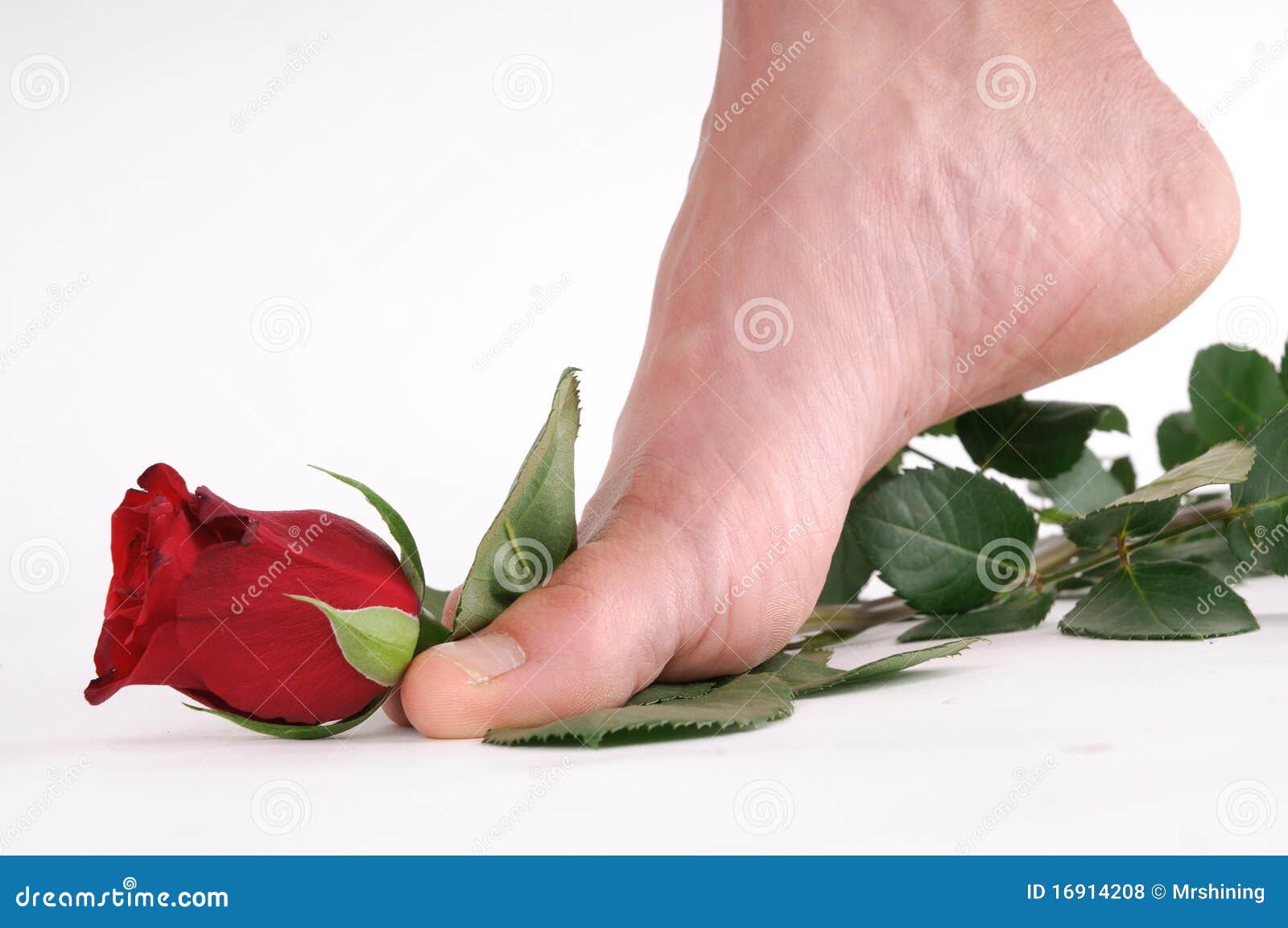 Foot with a rose stock photo. Image of naked, rose, pleasure - 16914208