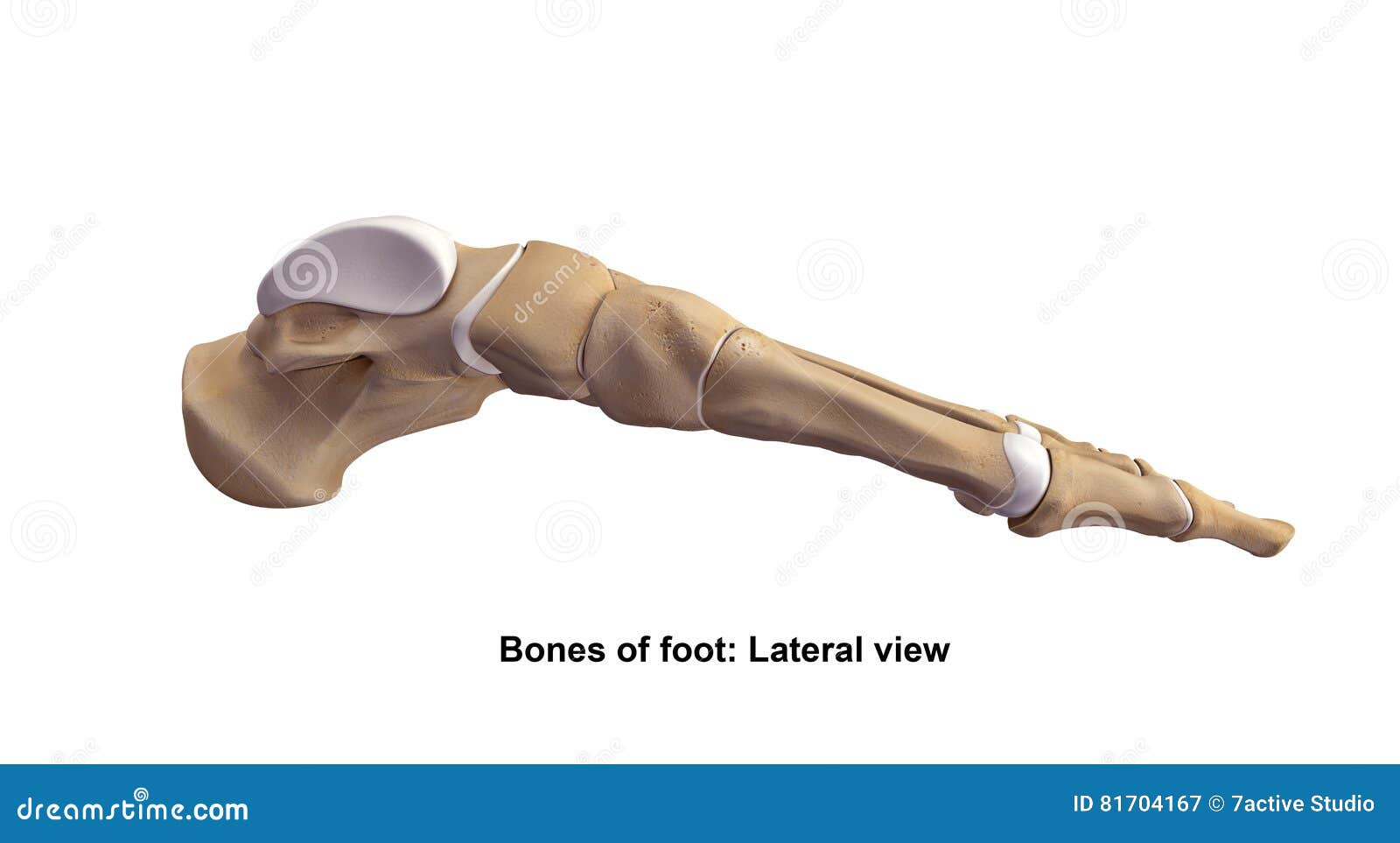Foot Side view stock image. Image of anteriorpalmer, phalanx - 81704167