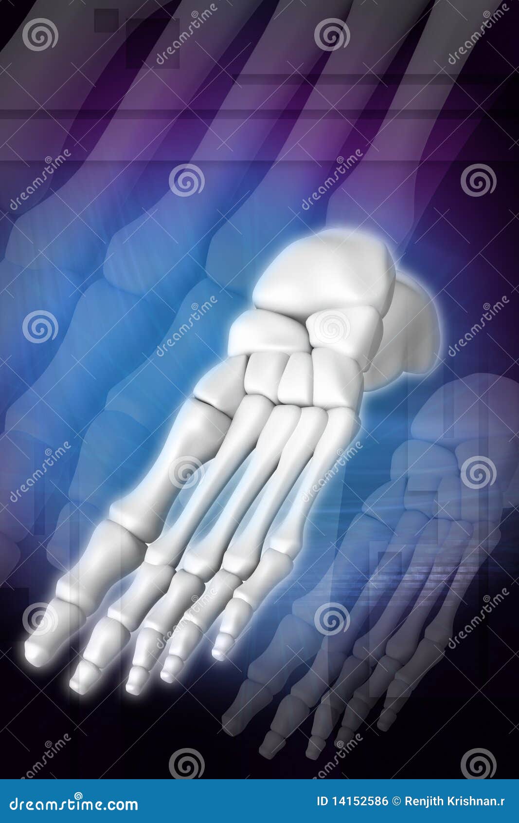 Foot skeleton stock illustration. Illustration of medical - 14152586