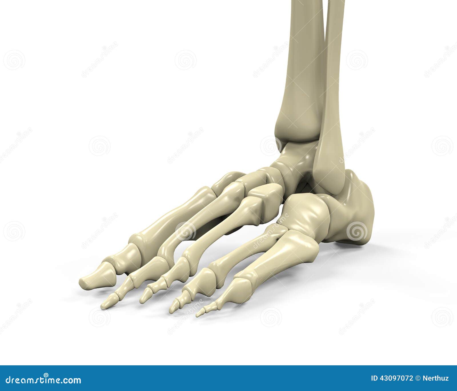 Foot Skeleton Anatomy Stock Illustration - Image: 43097072