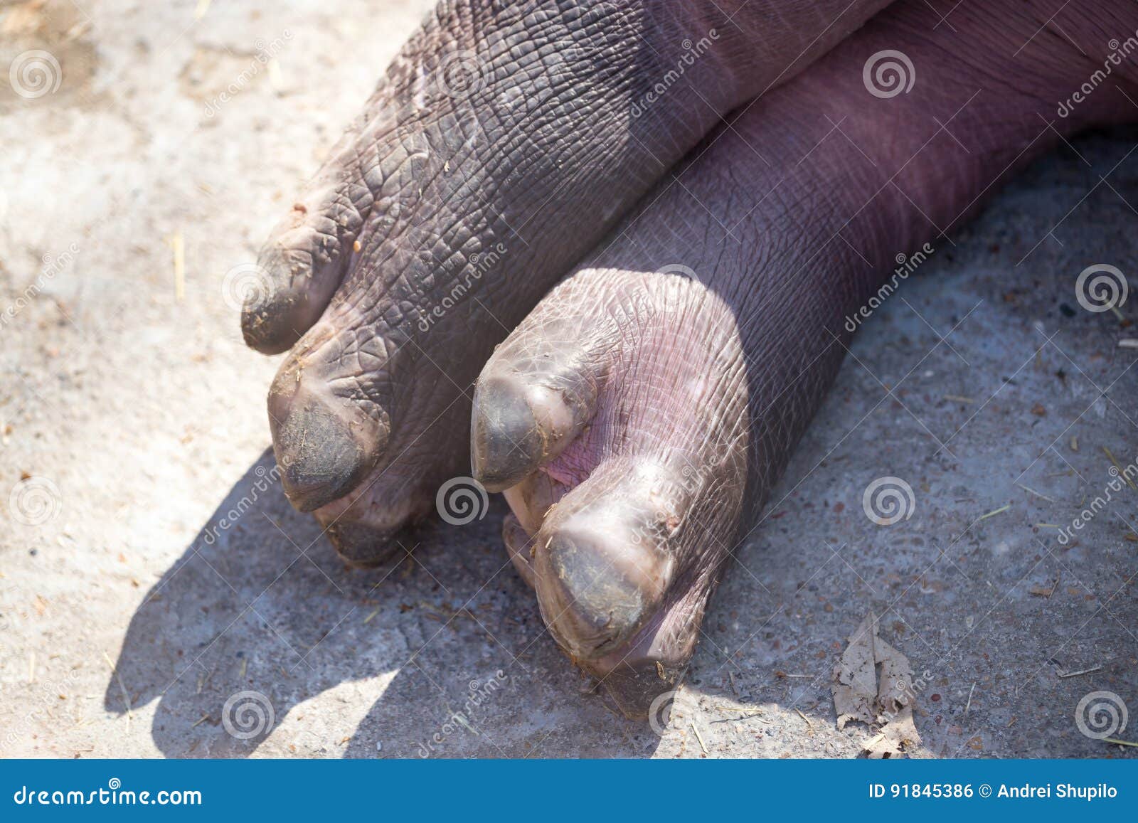 Hippopotamus Feet Stock Photos - Free & Royalty-Free Stock Photos from ...