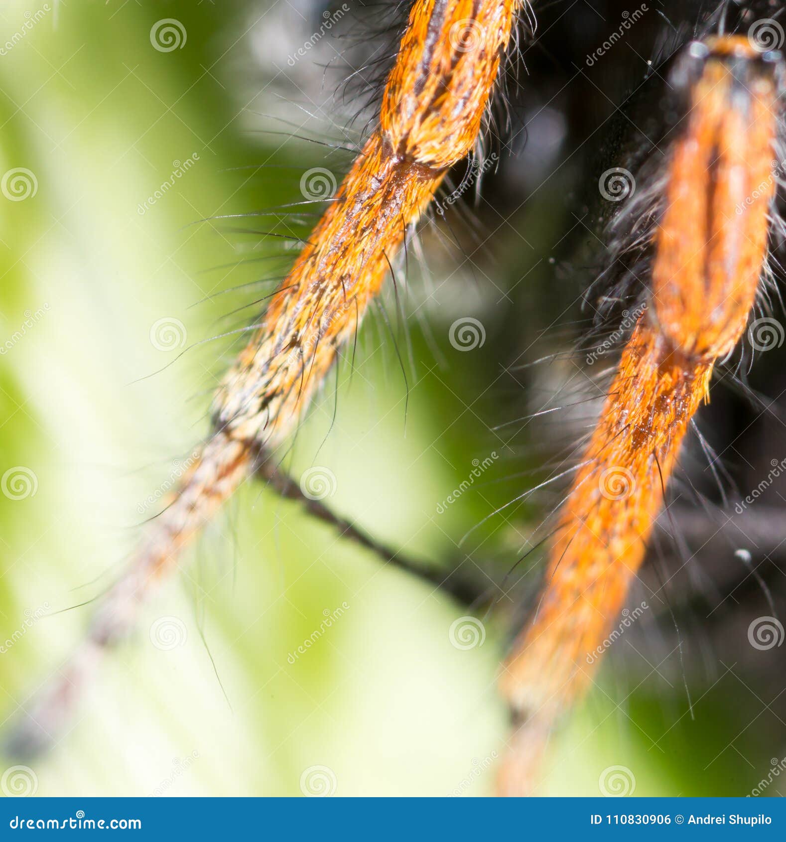 Foot Spider in Nature. Super Macro Stock Photo - Image of yellow ...