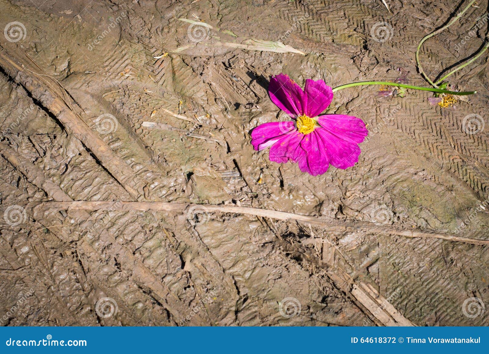 Foot step on die flower stock photo. Image of nature - 64618372